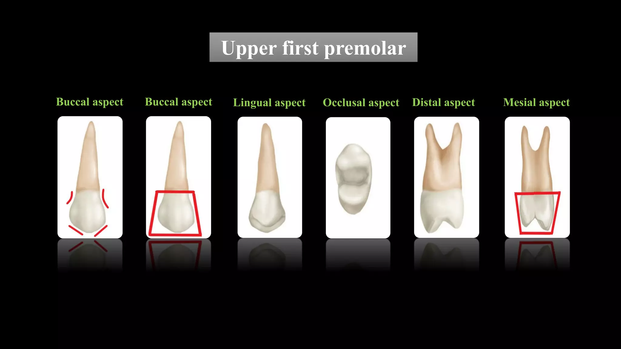 Dental anatomy and morphology lecture | PDF | Dental Health | Diseases ...