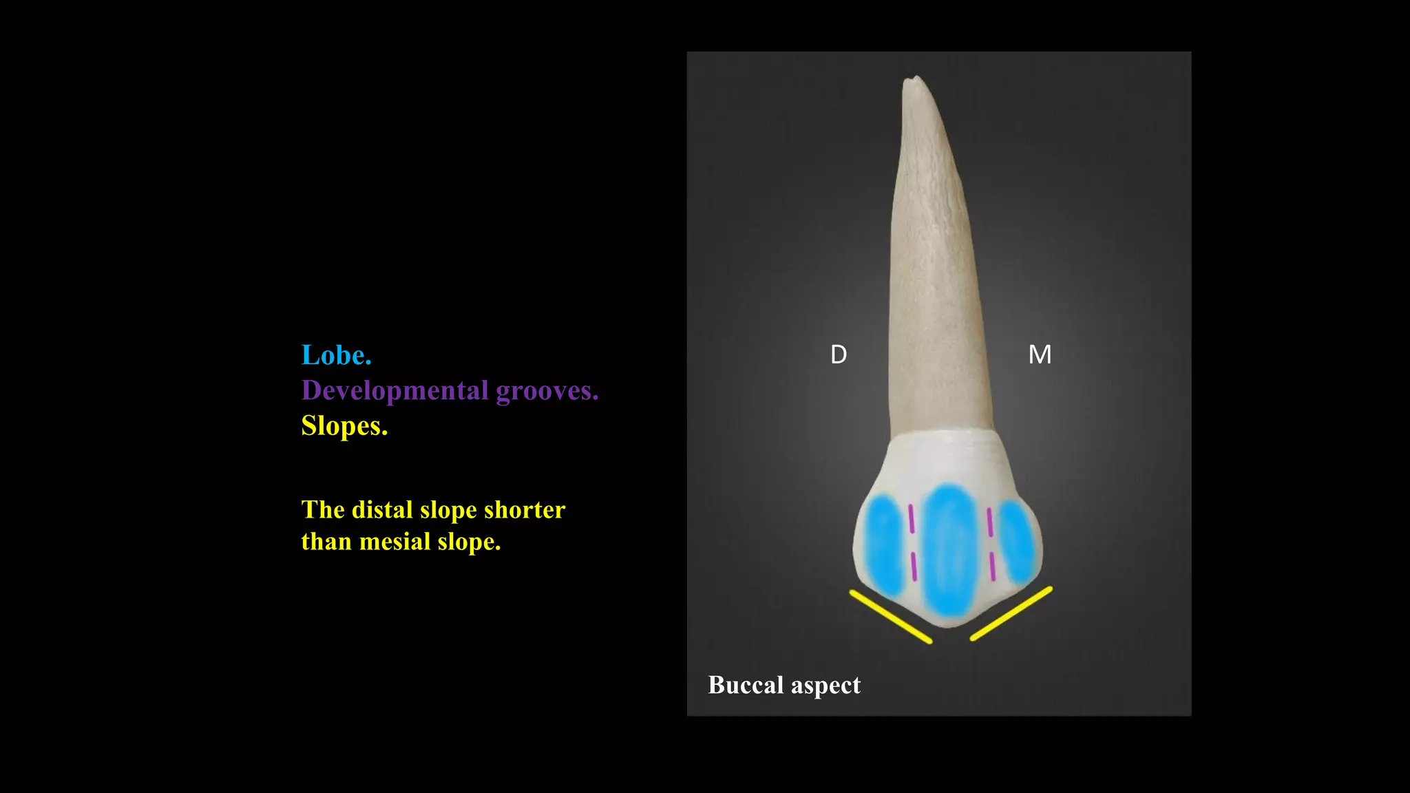 Dental anatomy and morphology lecture | PDF
