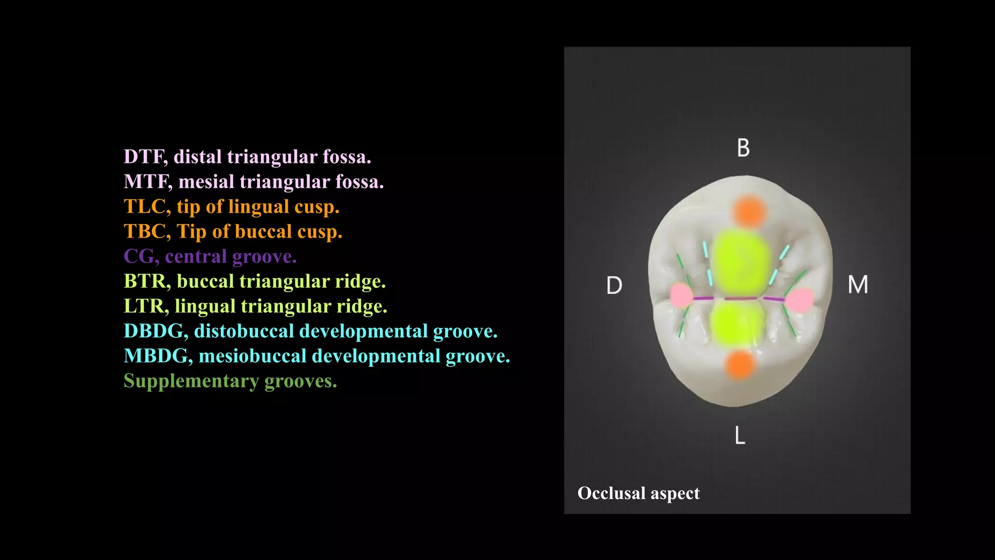 Dental anatomy and morphology lecture | PDF