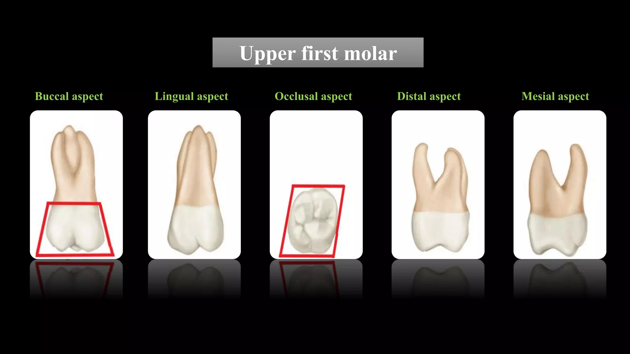 Dental anatomy and morphology lecture | PDF