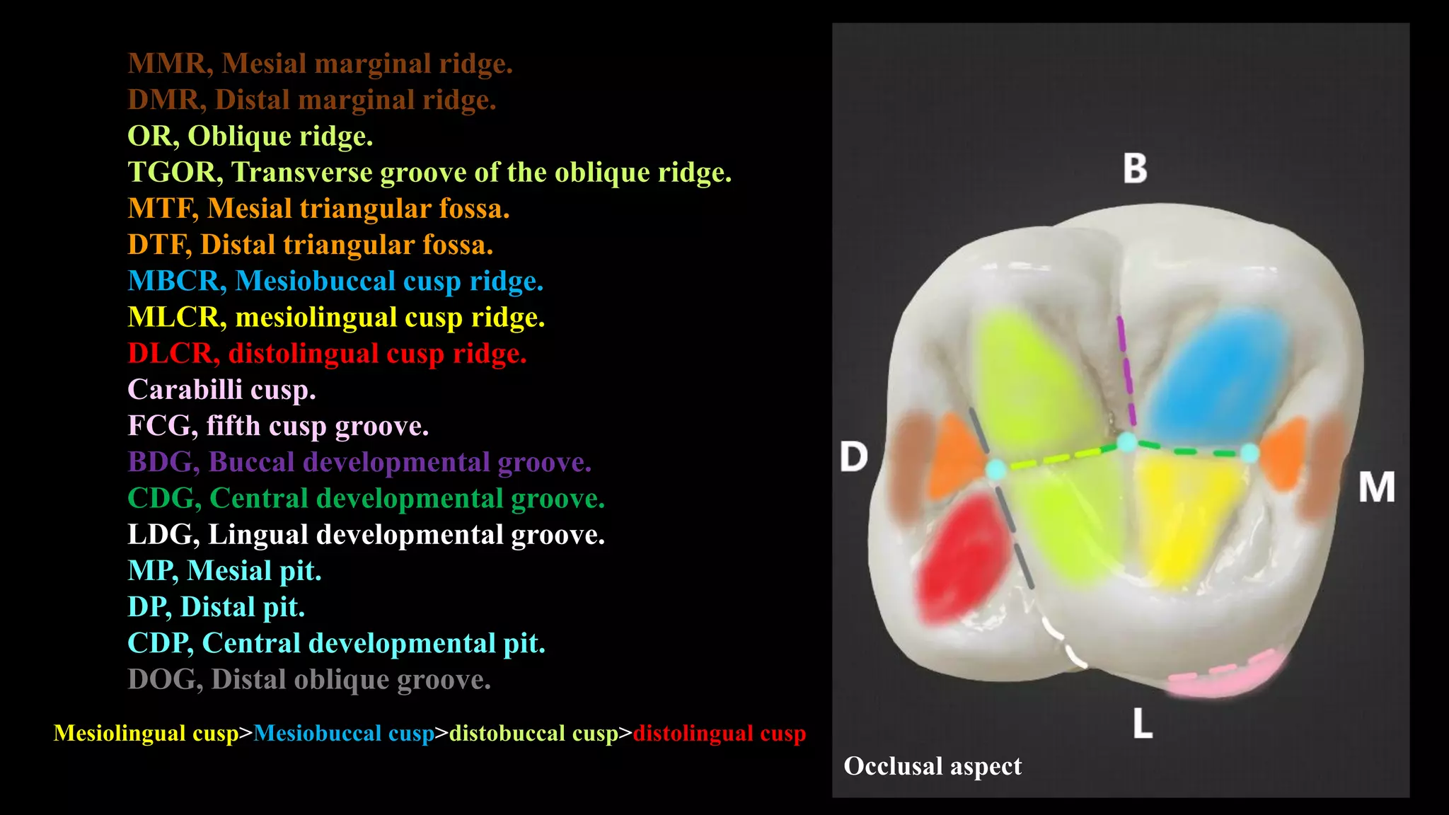 Dental anatomy and morphology lecture | PDF