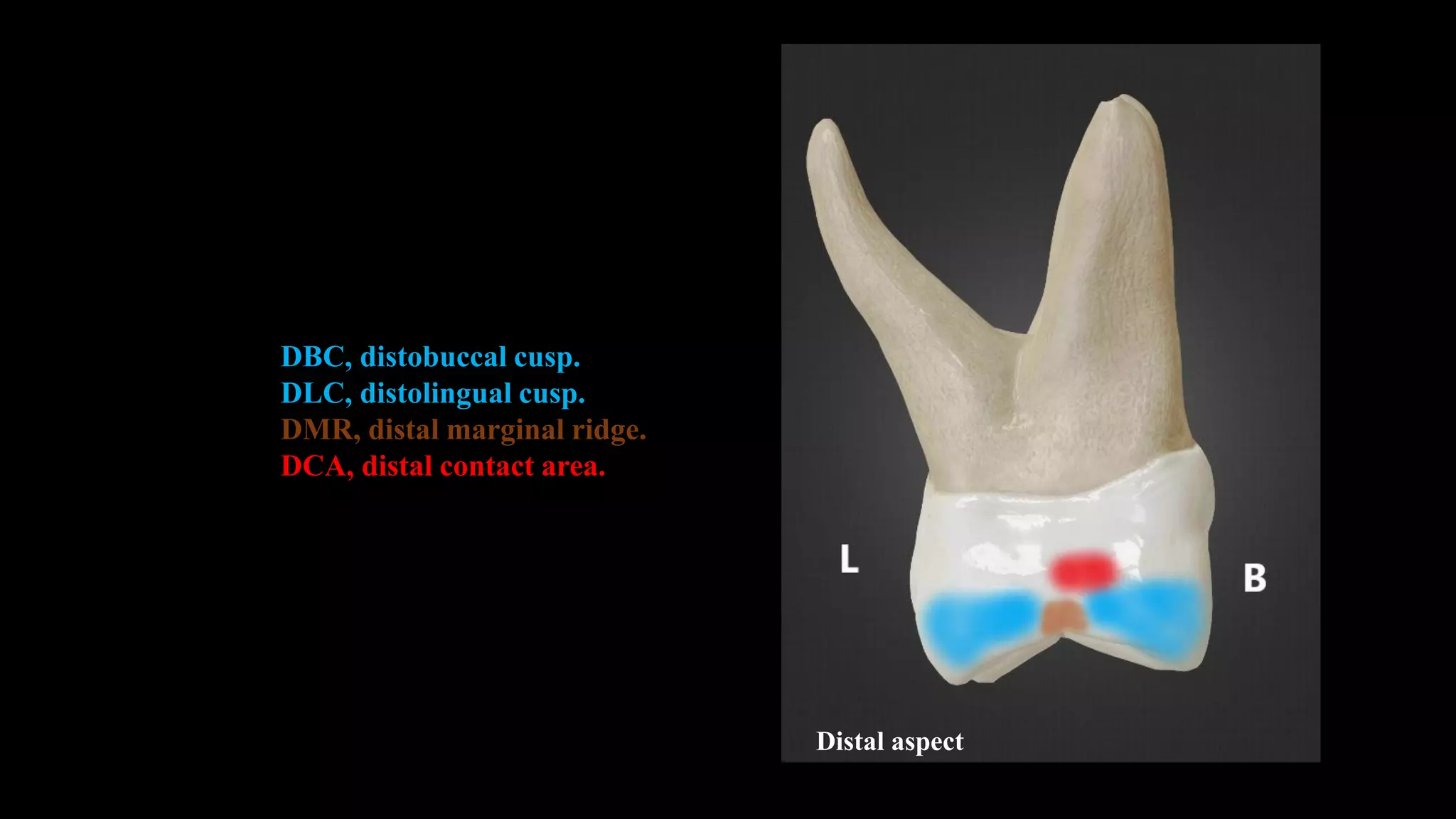 Dental anatomy and morphology lecture | PDF | Dental Health | Diseases ...