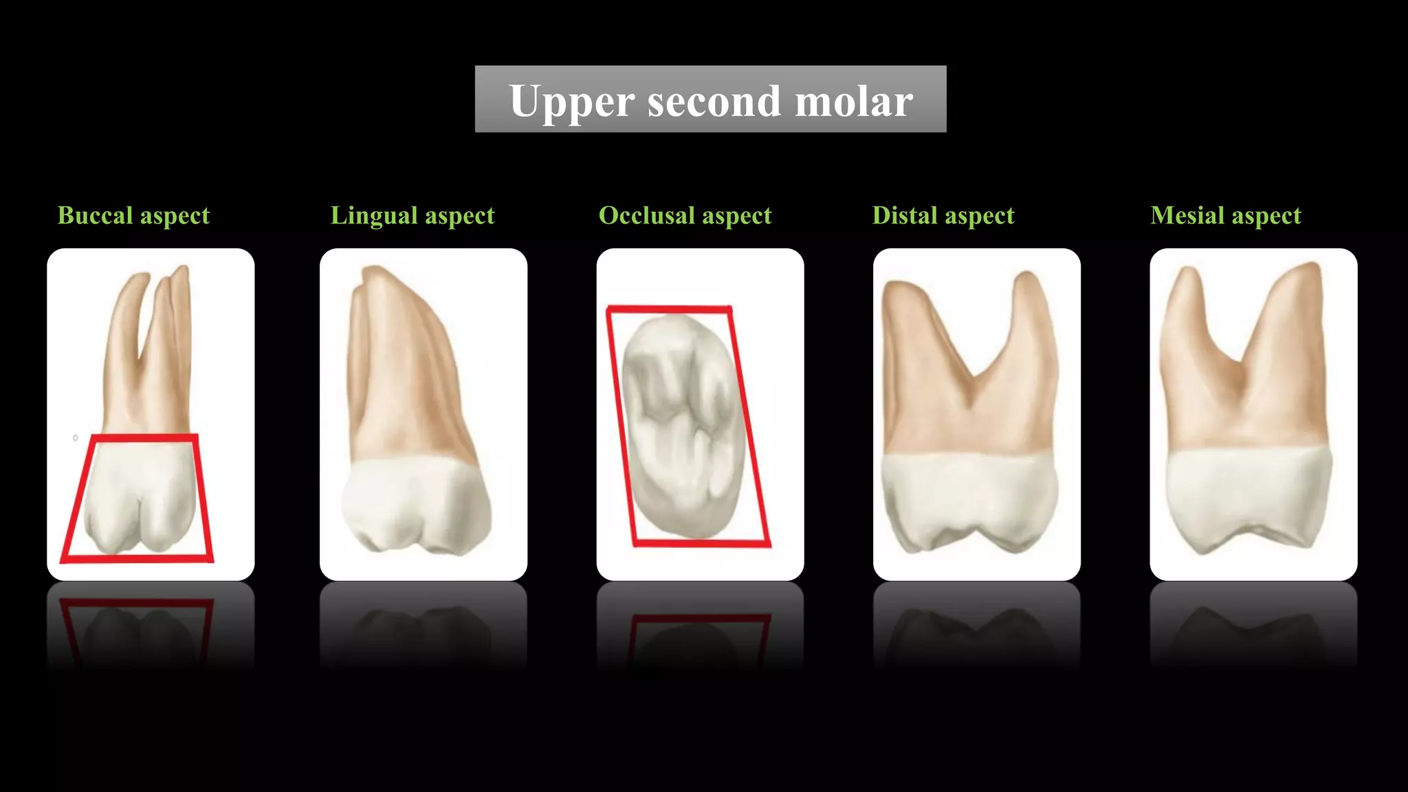 Dental anatomy and morphology lecture | PDF