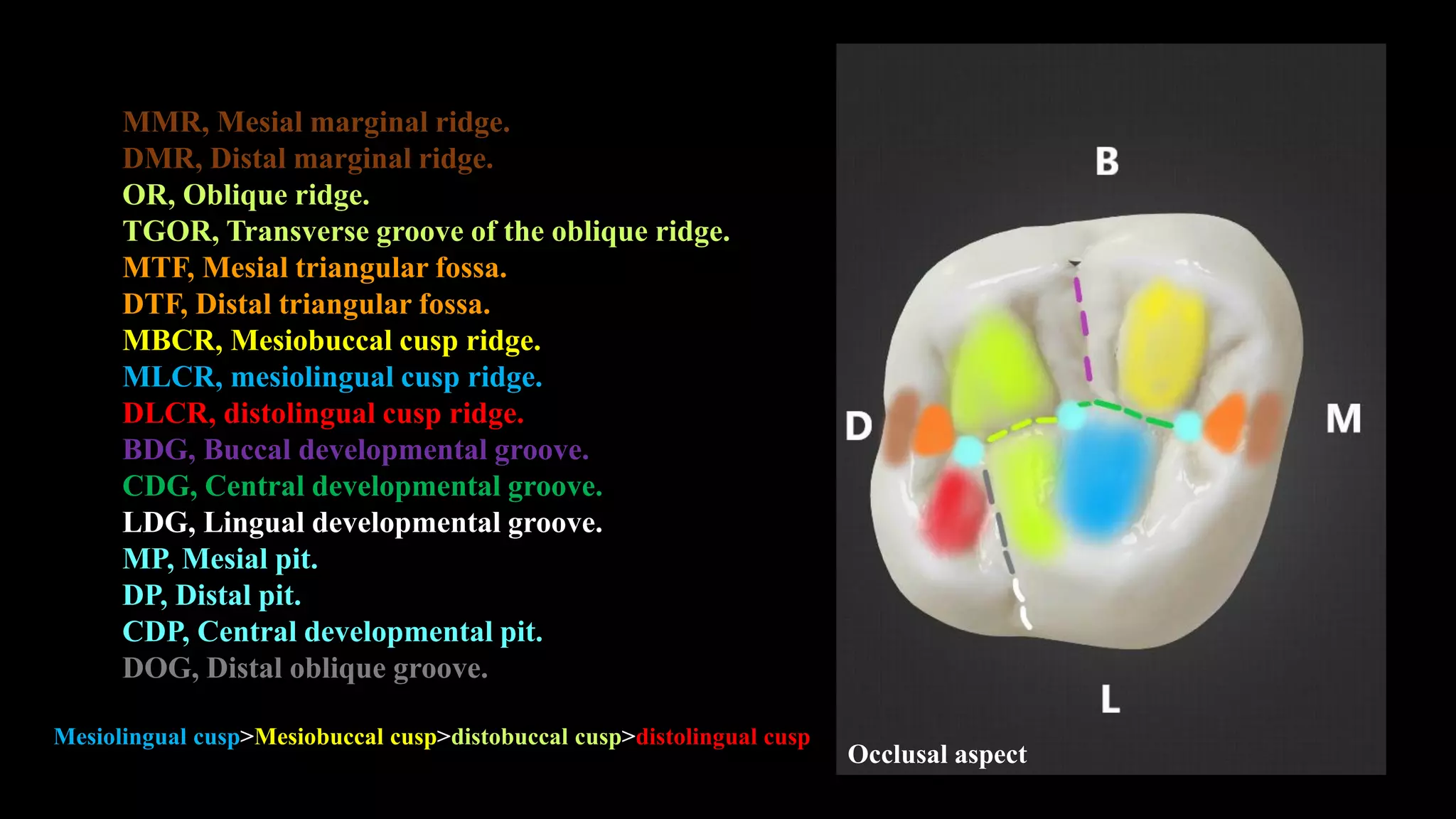 Dental anatomy and morphology lecture | PDF