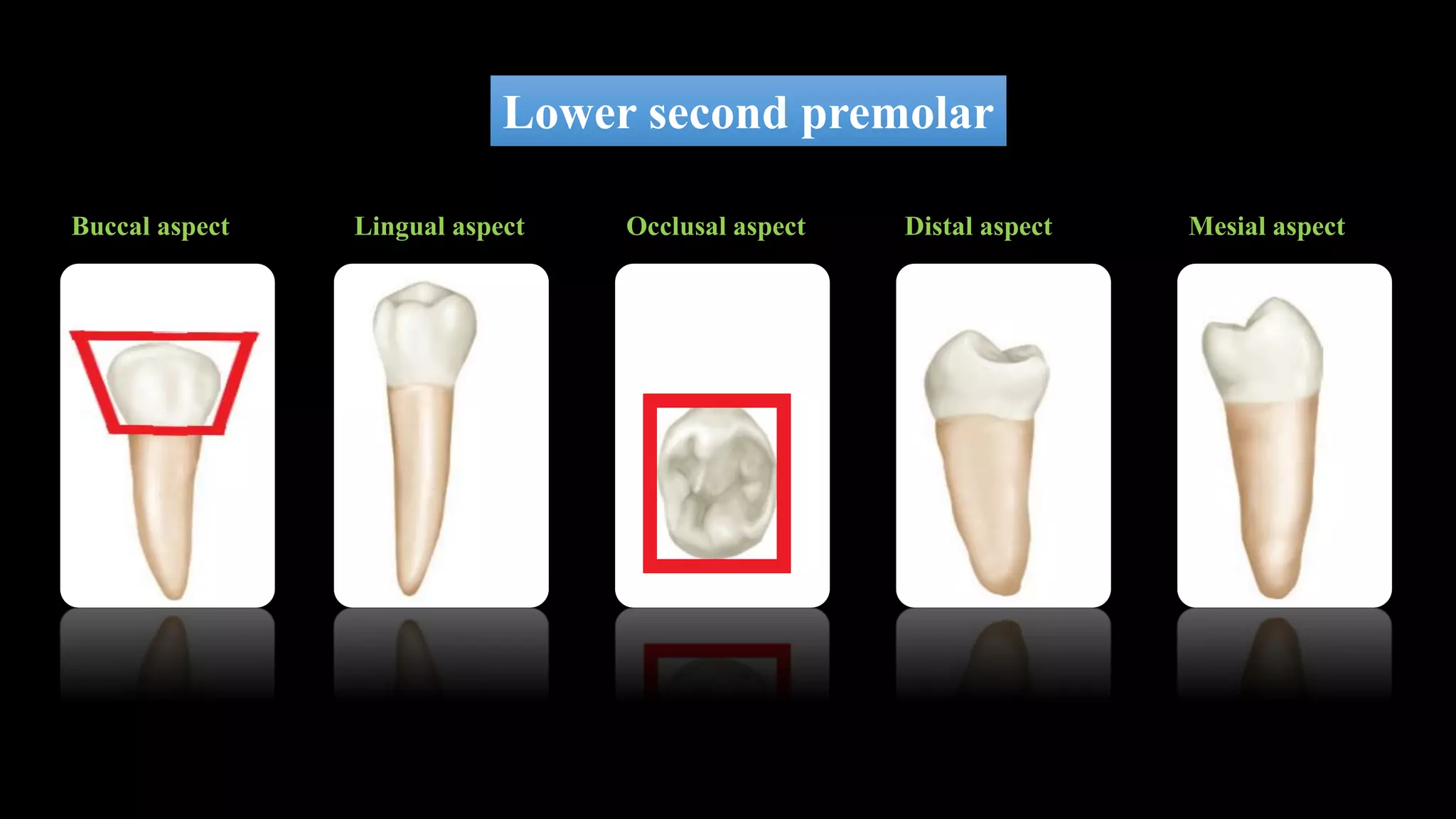 Dental anatomy and morphology lecture | PDF