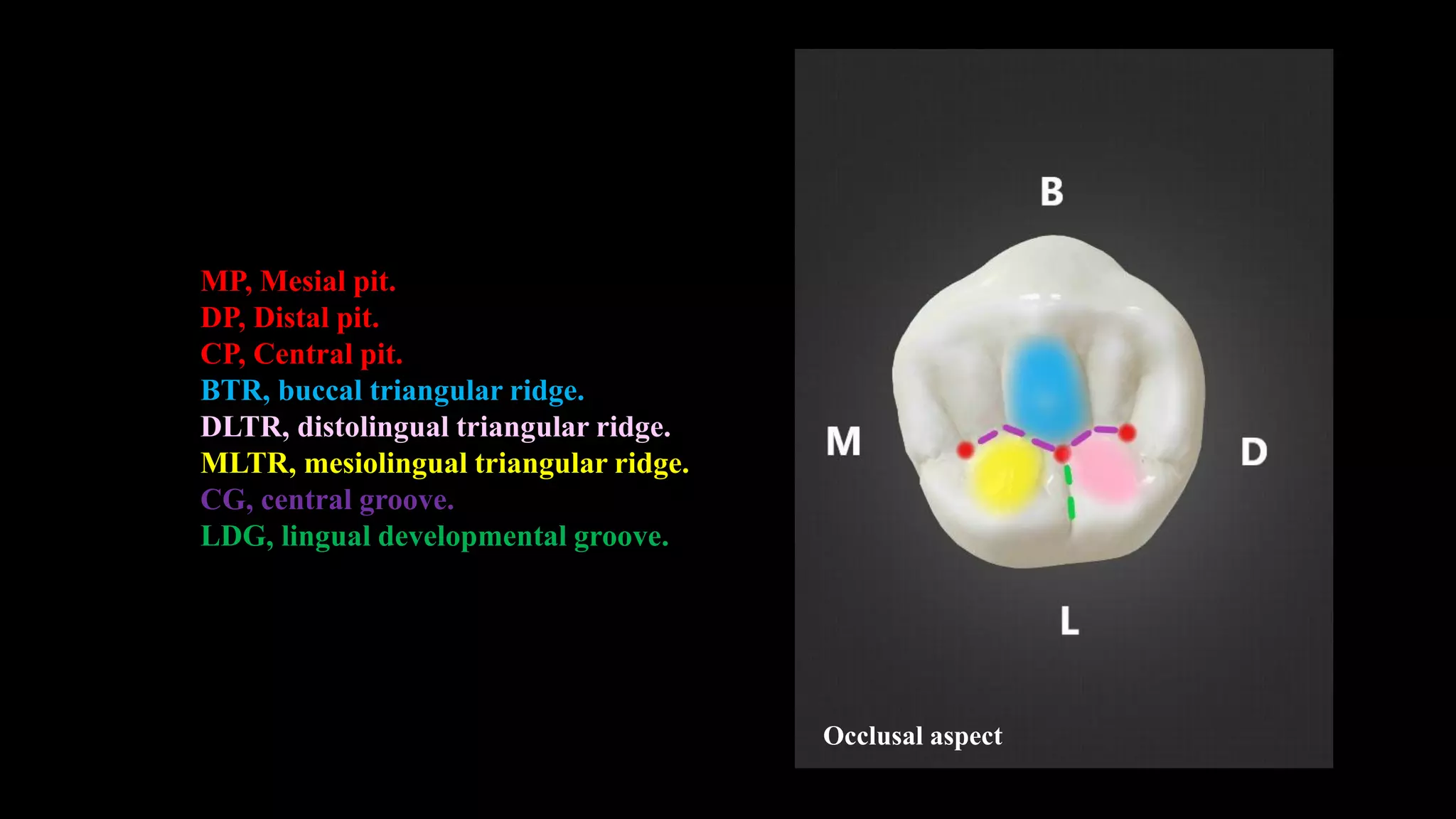 Dental anatomy and morphology lecture | PDF