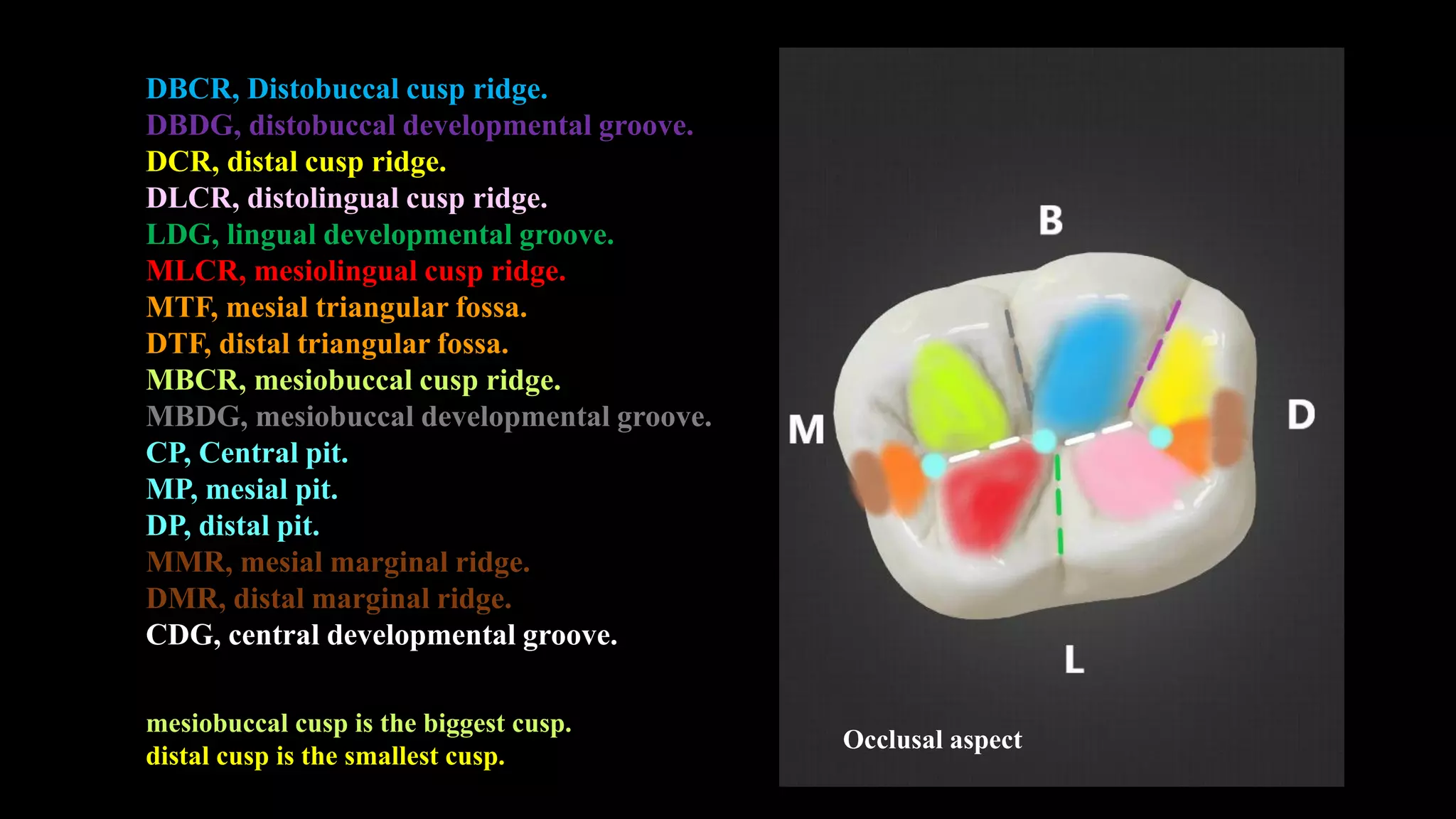 Dental anatomy and morphology lecture | PDF