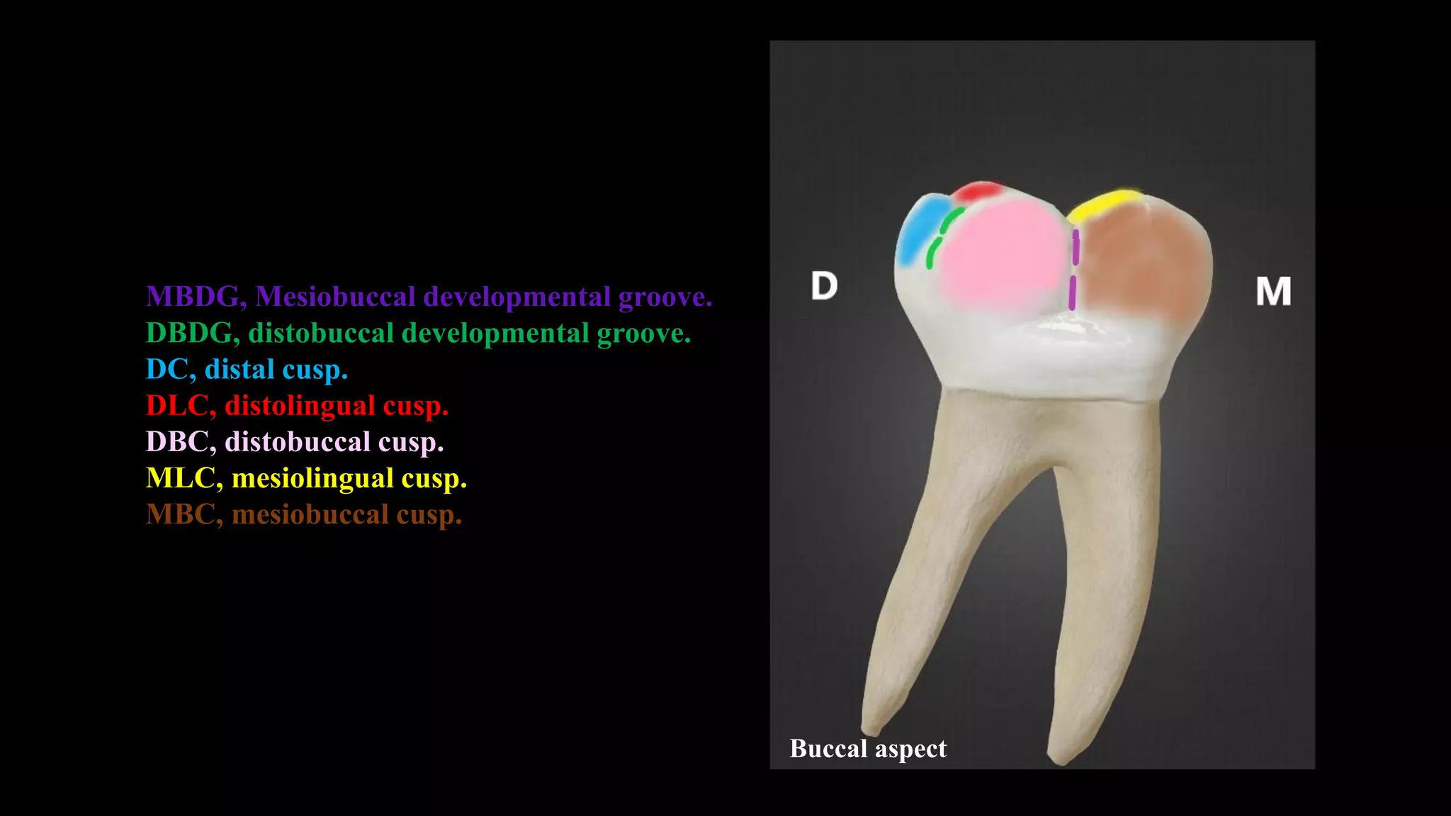 Dental anatomy and morphology lecture | PDF