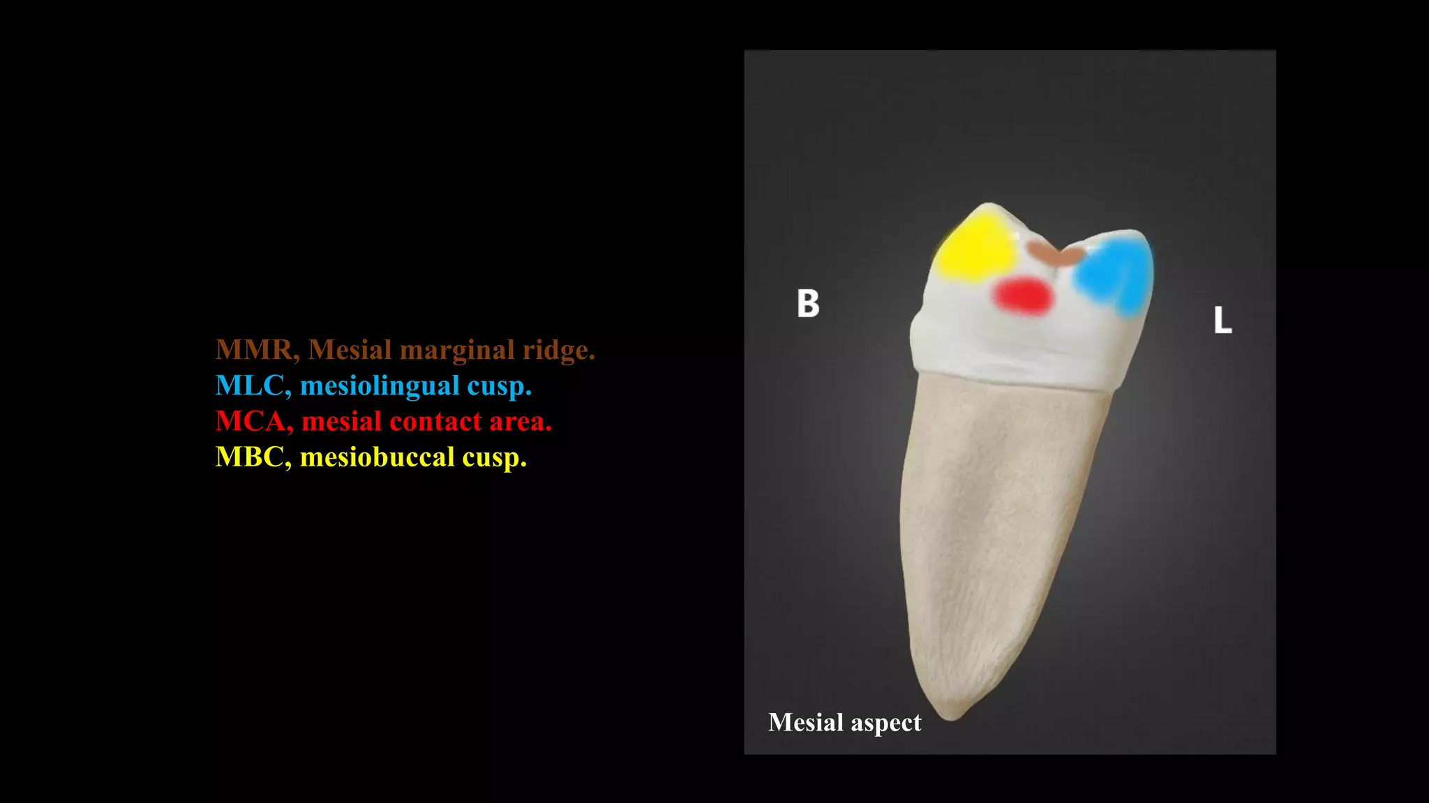 Dental anatomy and morphology lecture | PDF