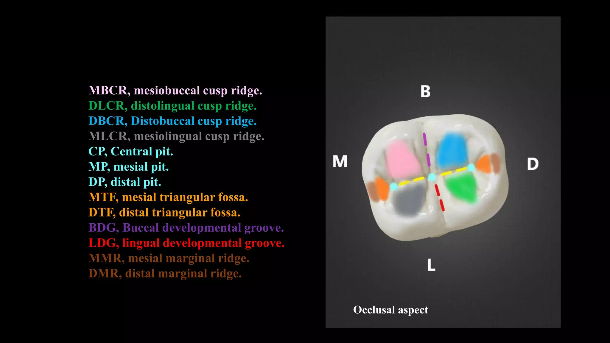 Dental anatomy and morphology lecture | PDF