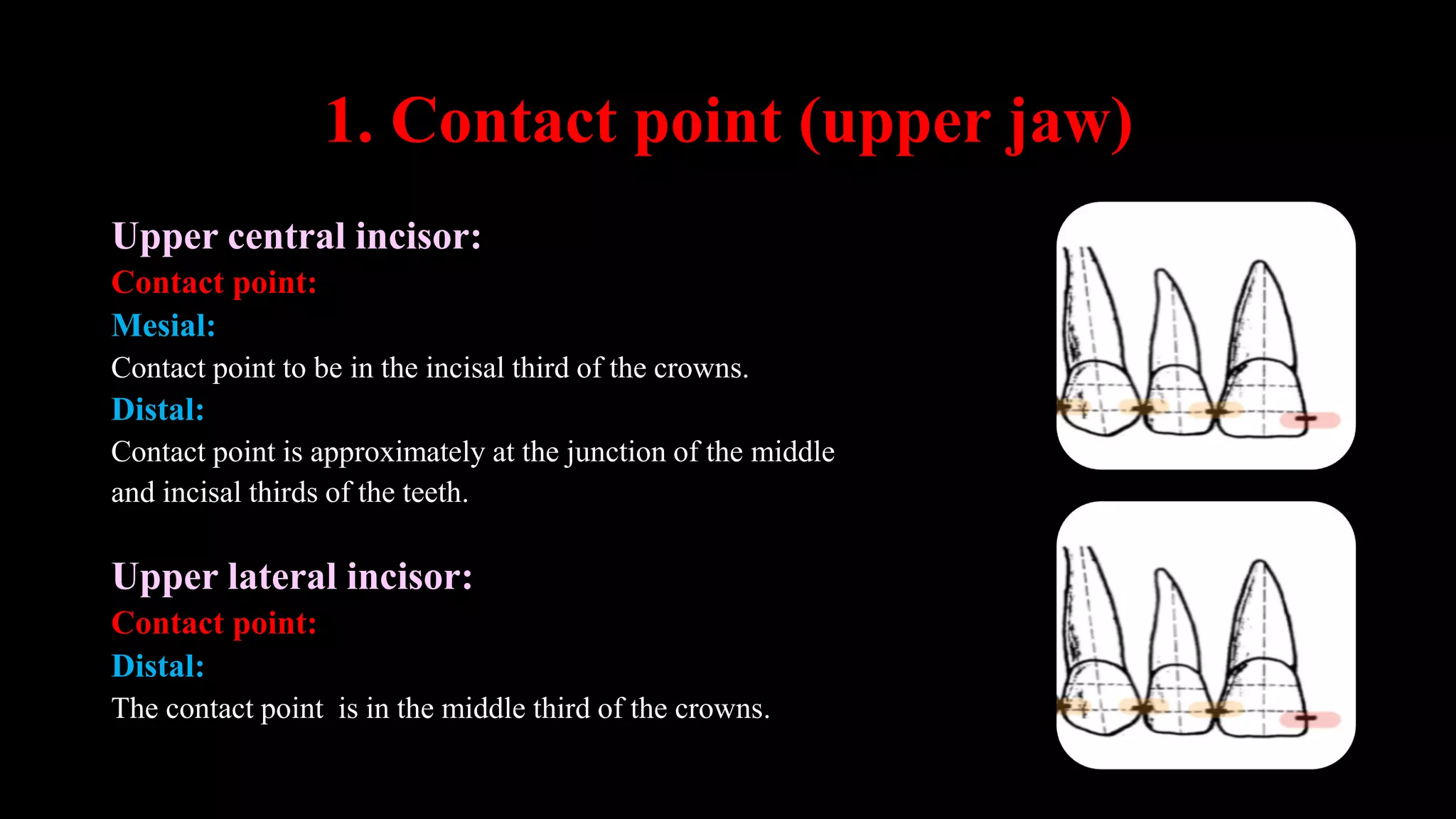 Dental anatomy and morphology lecture | PDF