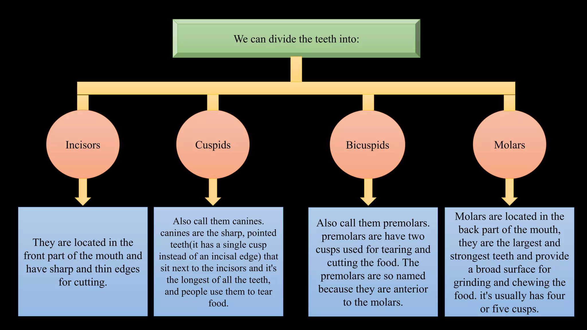 Dental anatomy and morphology lecture | PDF