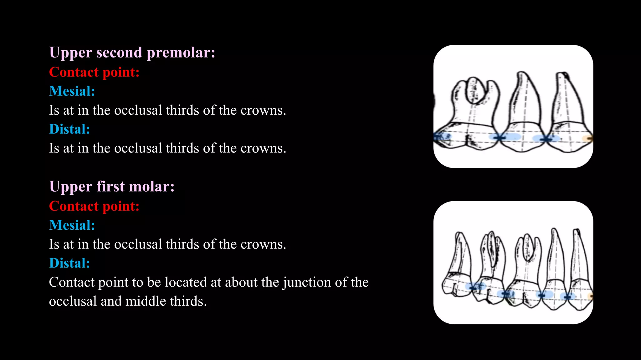 Dental anatomy and morphology lecture | PDF