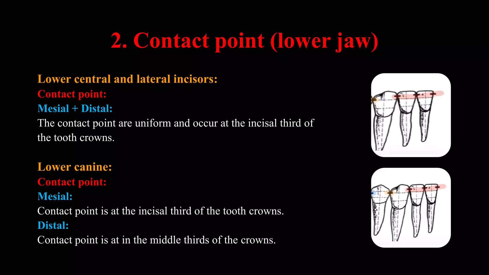 Dental anatomy and morphology lecture | PDF