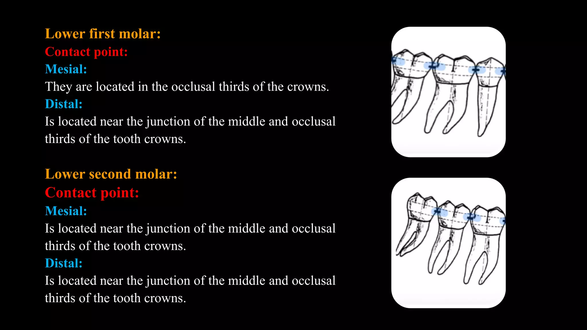 Dental anatomy and morphology lecture | PDF