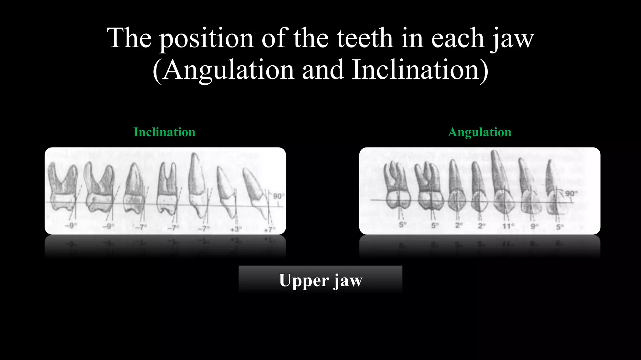 Dental anatomy and morphology lecture | PDF