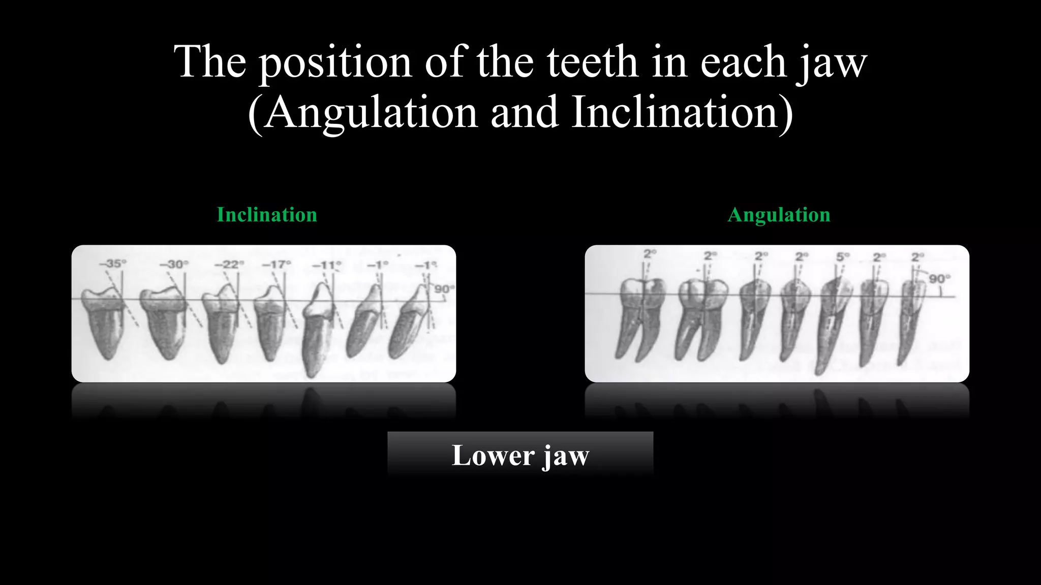 Dental anatomy and morphology lecture | PDF
