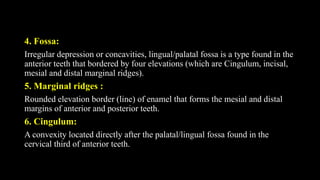 Dental anatomy and morphology lecture | PDF