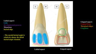 Dental anatomy and morphology lecture | PDF