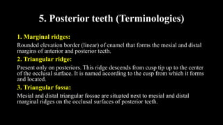 Dental anatomy and morphology lecture | PDF