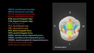 Dental anatomy and morphology lecture | PDF
