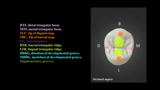 Dental anatomy and morphology lecture | PDF