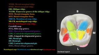 Dental anatomy and morphology lecture | PDF