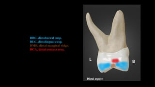 Dental anatomy and morphology lecture | PDF
