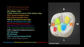 Dental anatomy and morphology lecture | PDF