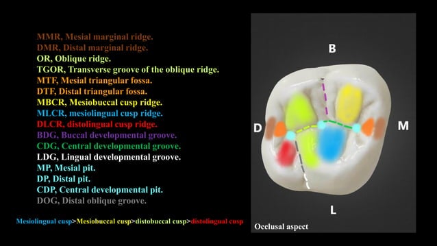 Dental anatomy and morphology lecture | PDF | Dental Health | Diseases ...