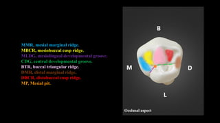 Dental anatomy and morphology lecture | PDF