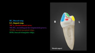 Dental anatomy and morphology lecture | PDF