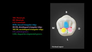 Dental anatomy and morphology lecture | PDF