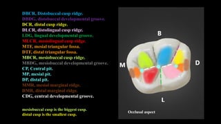 Dental anatomy and morphology lecture | PDF
