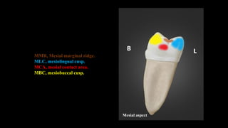 Dental anatomy and morphology lecture | PDF