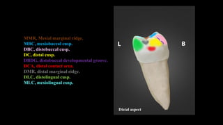 Dental anatomy and morphology lecture | PDF