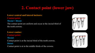 Dental anatomy and morphology lecture | PDF
