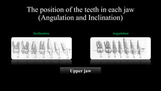 Dental anatomy and morphology lecture | PDF