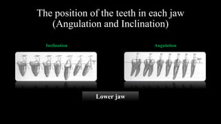 Dental anatomy and morphology lecture | PDF