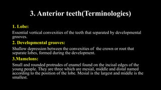 Dental anatomy and morphology lecture | PDF