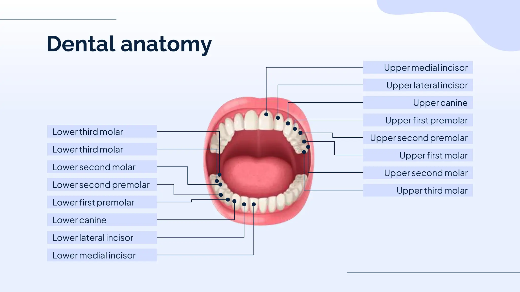 Dental Anatomy by Slidesgo, teeth, tooth | PPTX