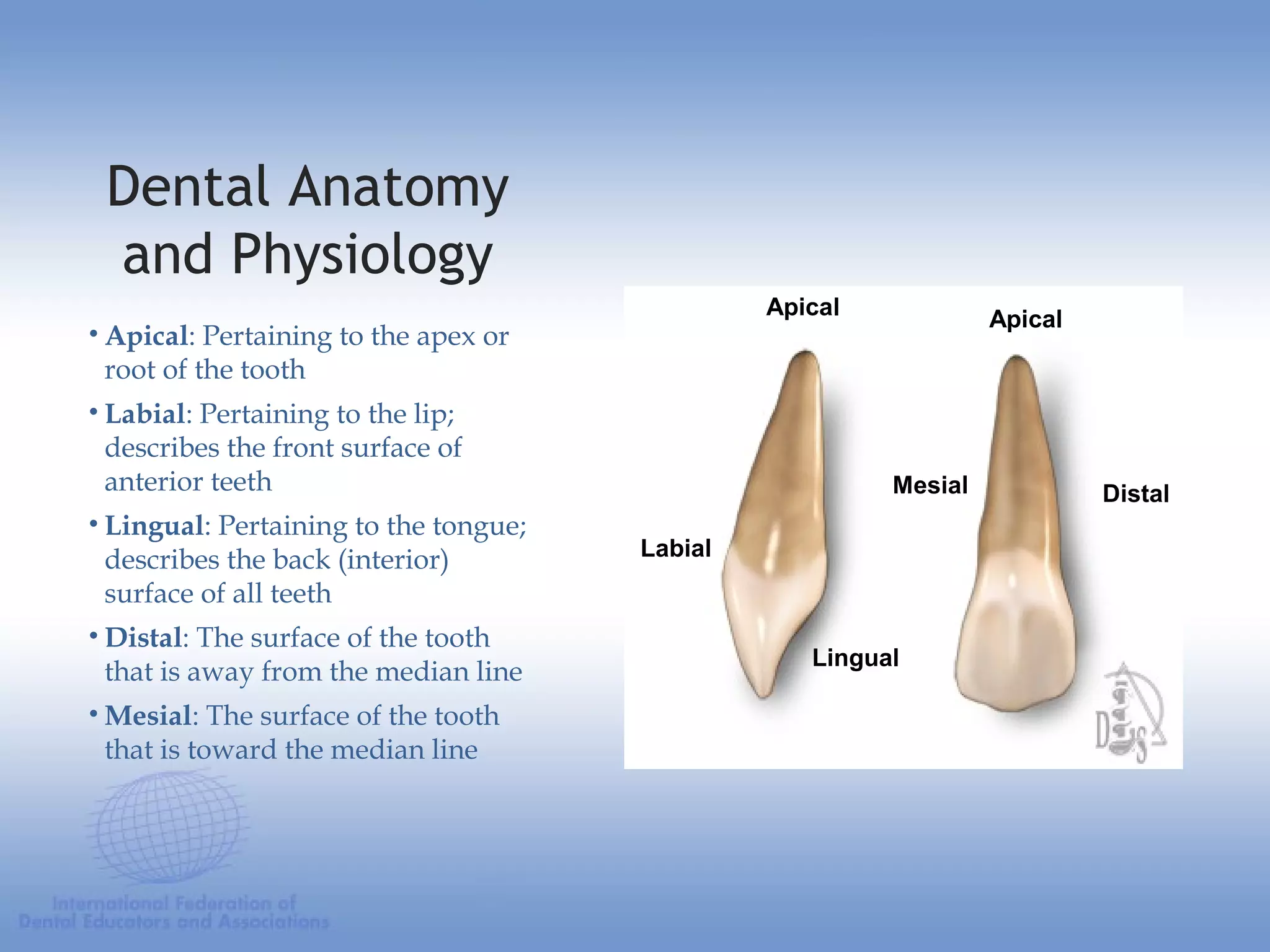 Dental anatomy educational teaching resource | PPT