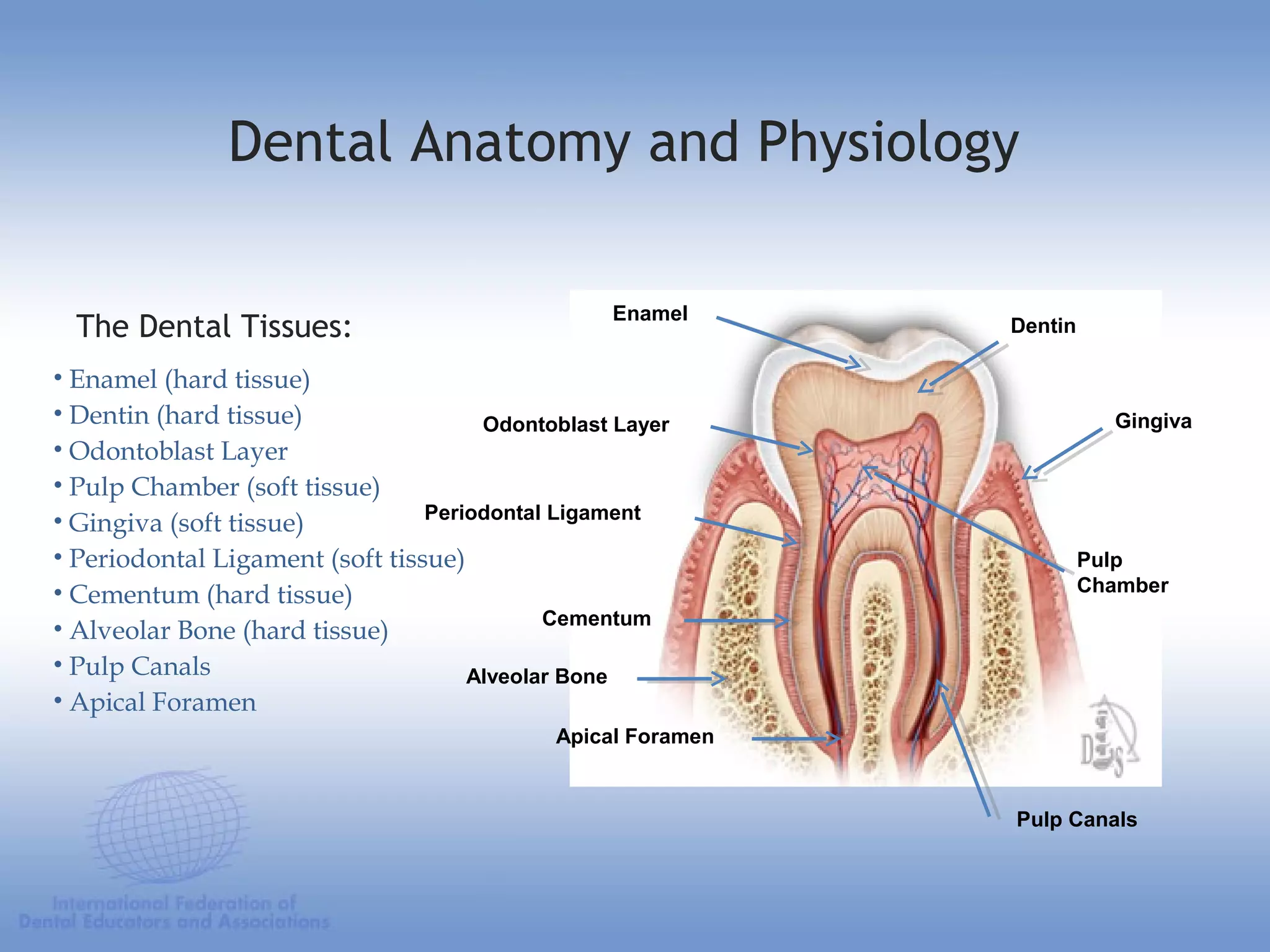 Dental anatomy educational teaching resource | PPT