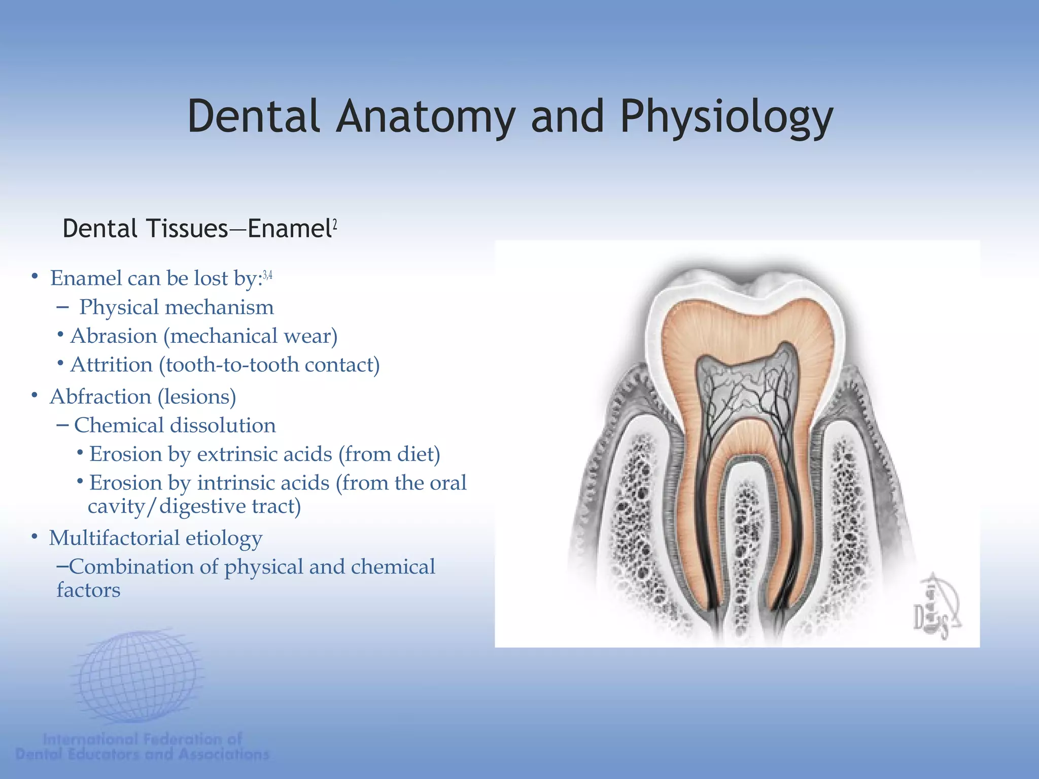 Dental anatomy educational teaching resource | PPT