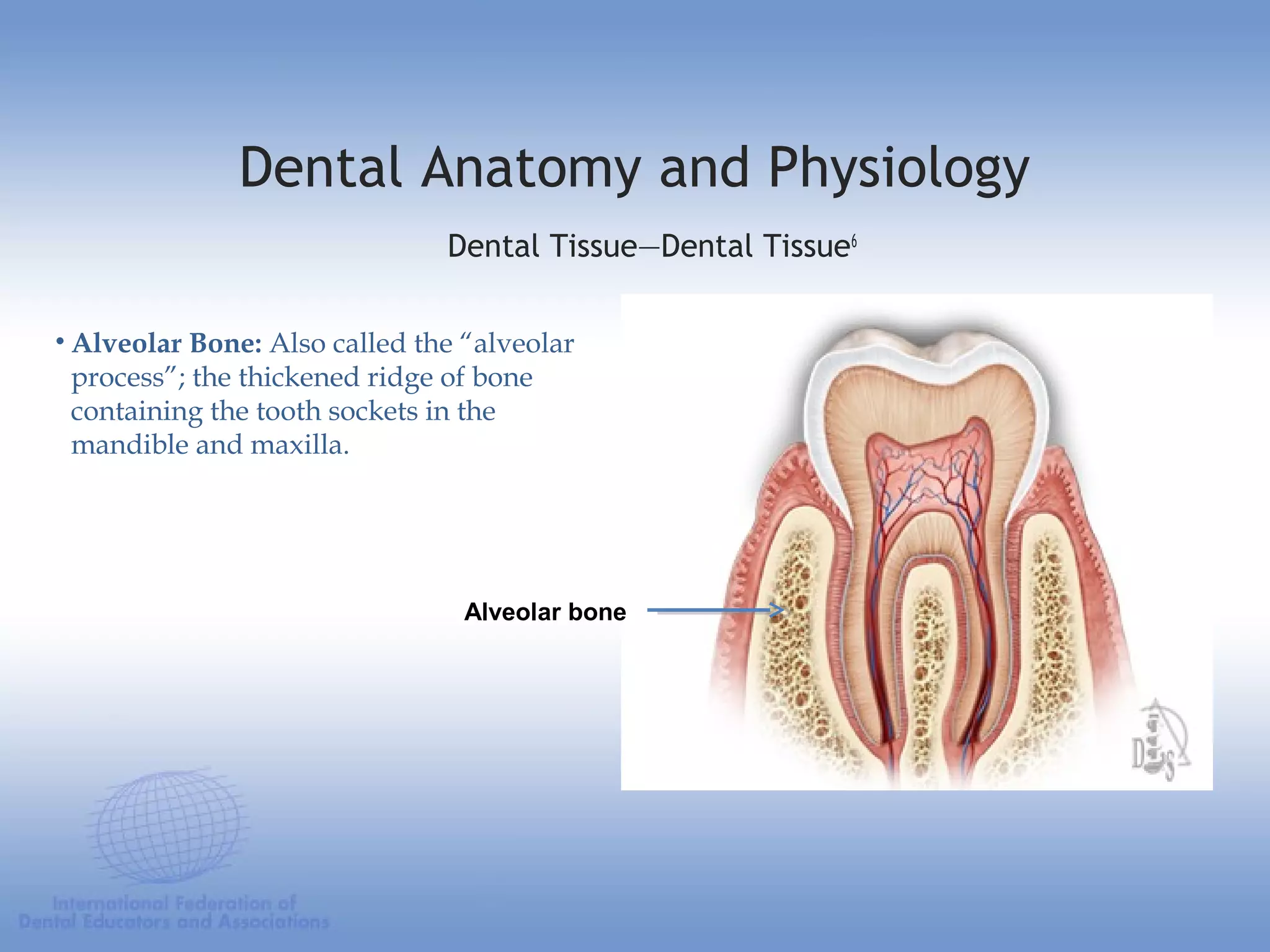 Dental anatomy educational teaching resource | PPT