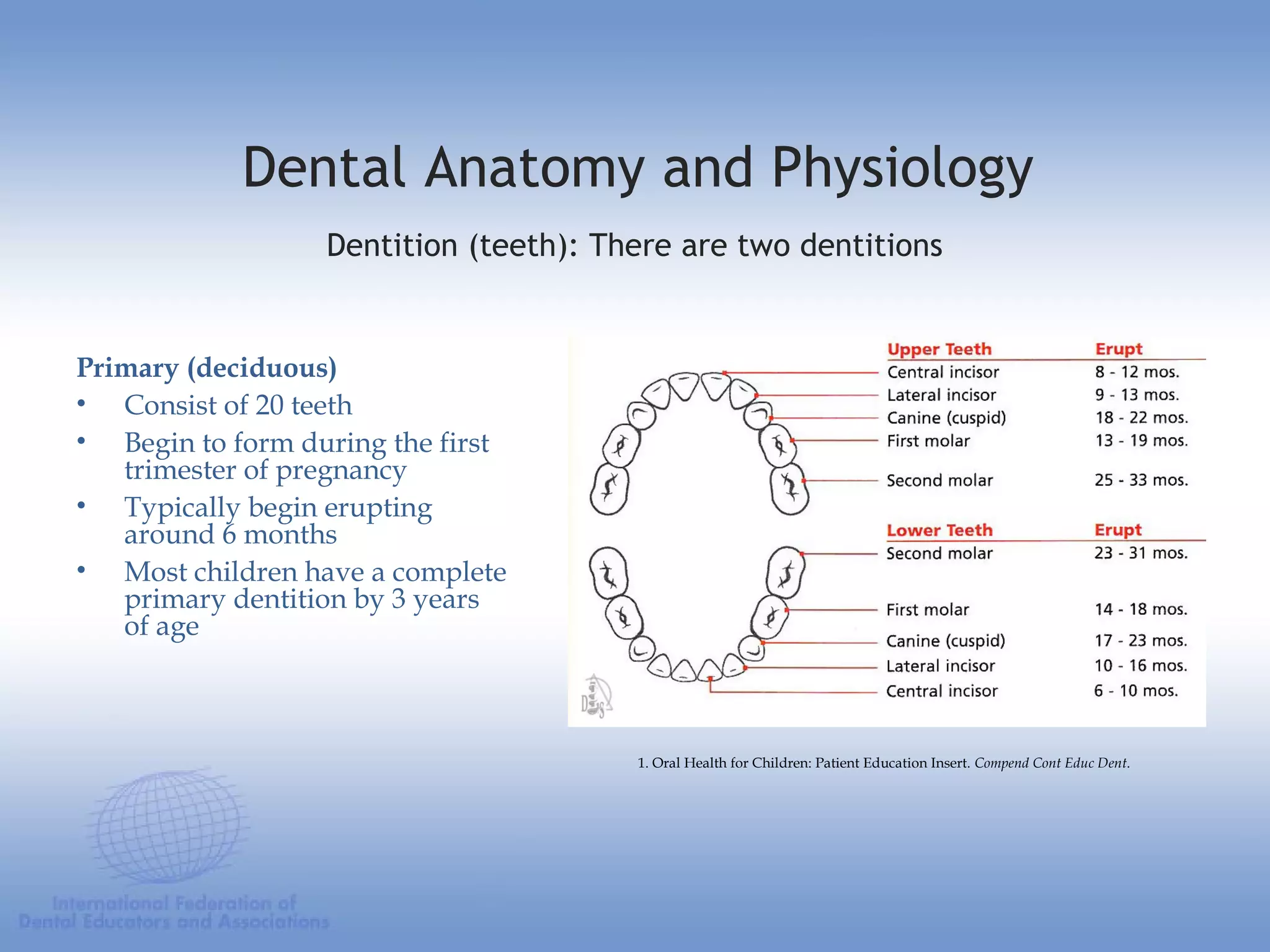 Dental anatomy educational teaching resource | PPT