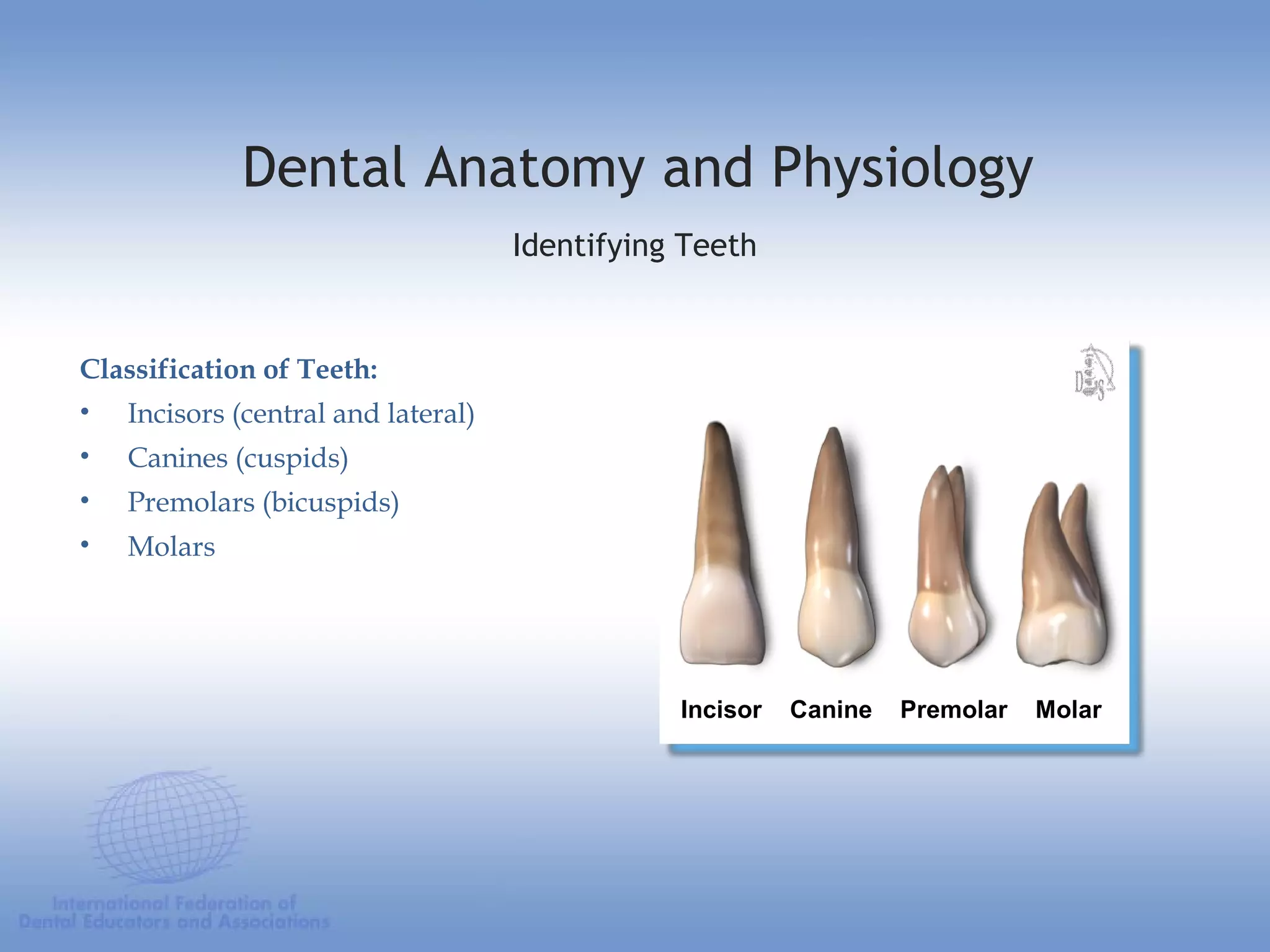 Dental anatomy educational teaching resource | PPT