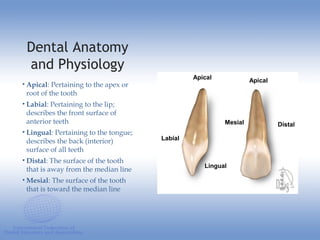 Dental anatomy educational teaching resource | PPT