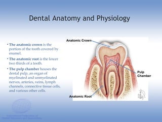 Dental anatomy educational teaching resource | PPT