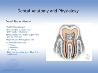 Dental anatomy educational teaching resource | PPT